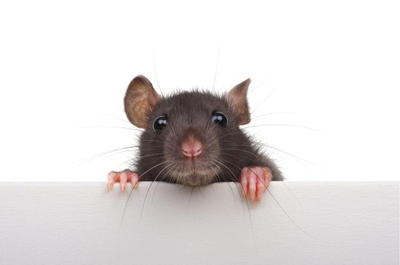 Get Rid of Rats in Sonoma | Marin, Sonoma, Napa and SF
