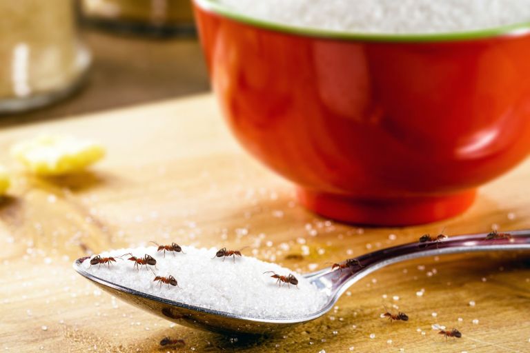 Get Rid of Sugar Ants | Marin, Sonoma, Napa and SF