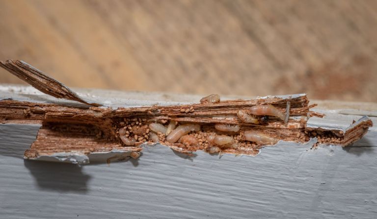 Drywood Termite Control | Marin, Sonoma, Napa and SF