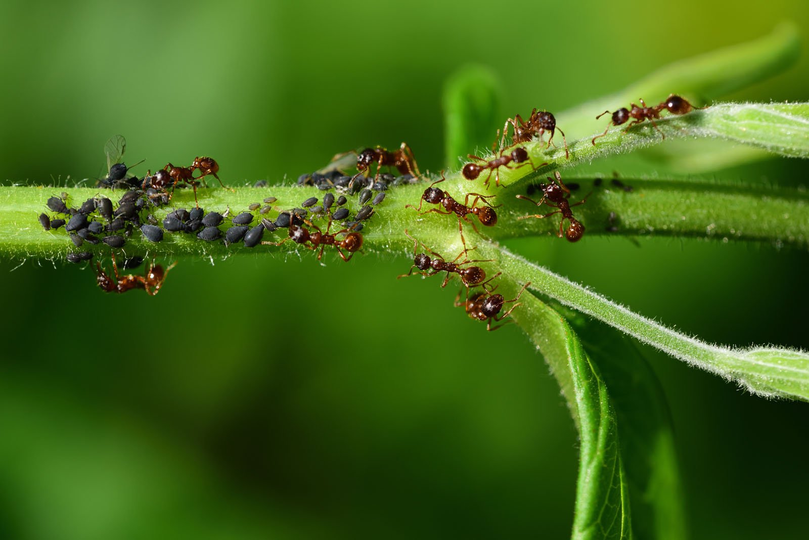 Ant Season Explained | Marin, Sonoma, Napa and SF