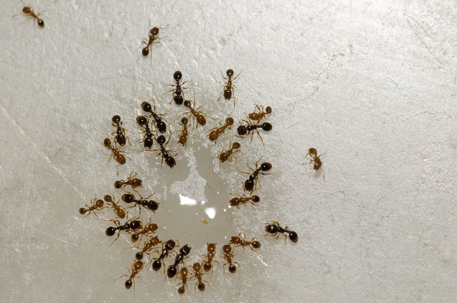 Argentine Ants