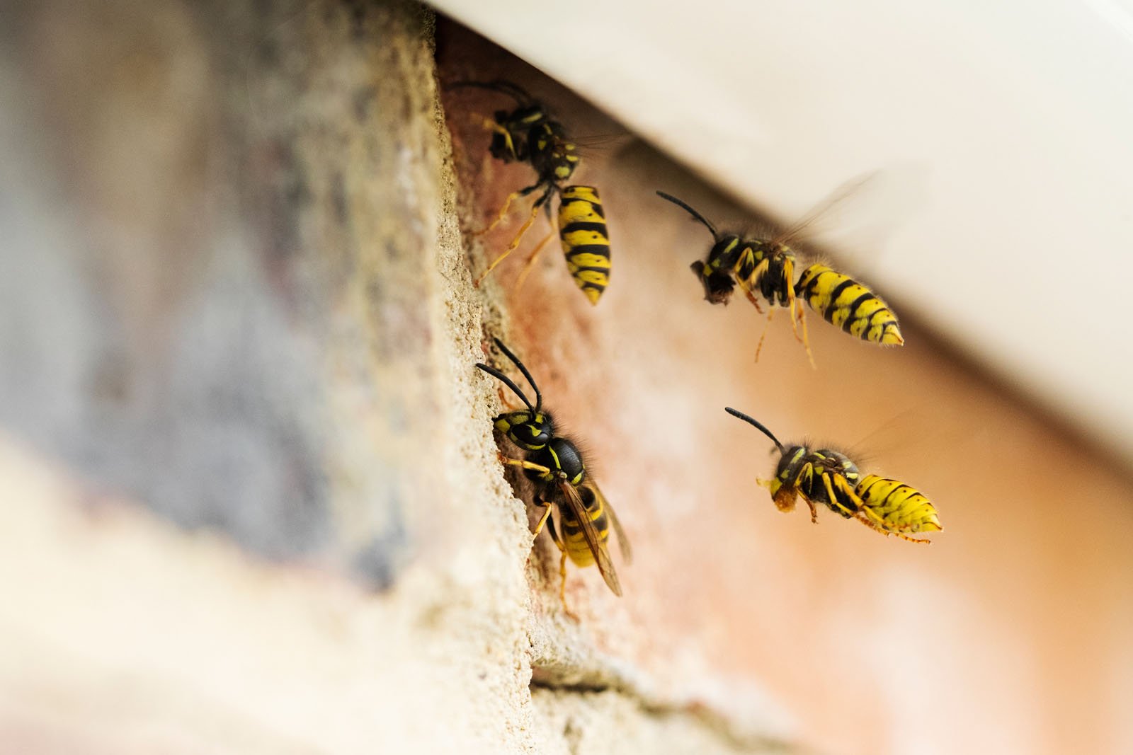 How to Get Rid of Vespid Wasps | Marin, Sonoma, Napa and SF