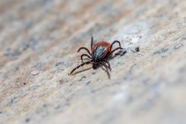 Tick control guide | Marin, Sonoma, Napa and SF