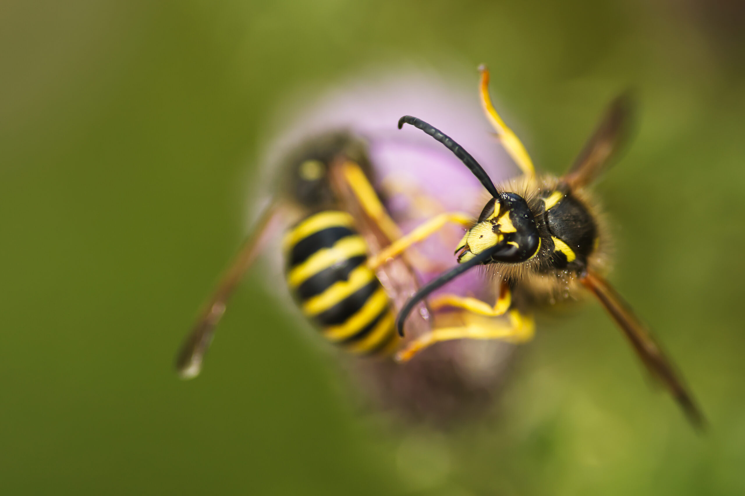 Yellow Jackets! Pest of the Month! Yellow Jackets, Pest Control