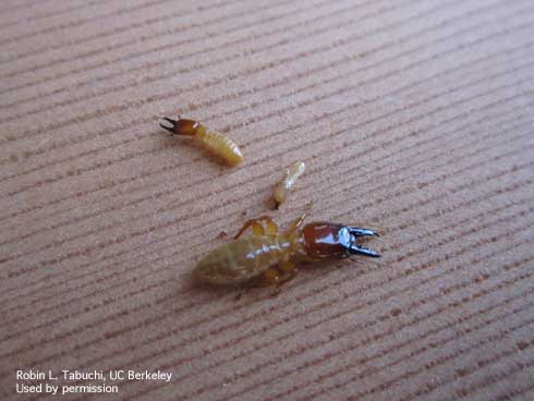 Termites Work Year-Round! | Marin, Sonoma, Napa and SF