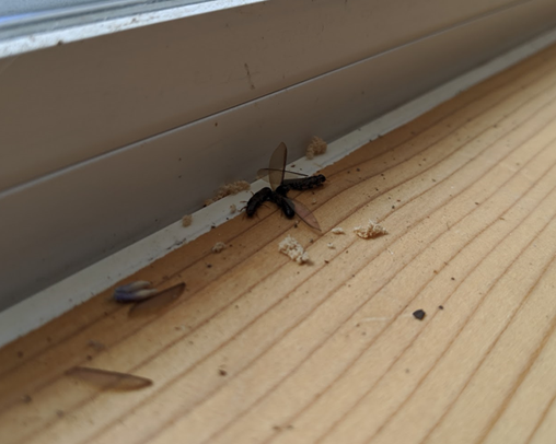 Termite Control: Protect Your Home | Marin, Sonoma, Napa and SF